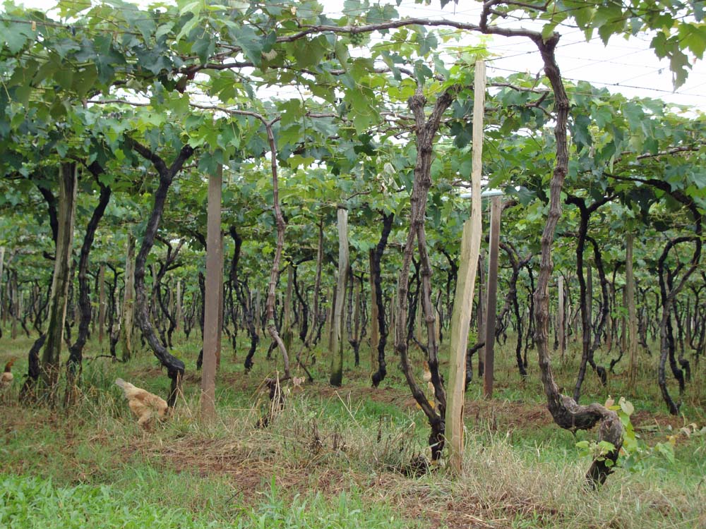 Cultivo de Uvas | Discover Nikkei